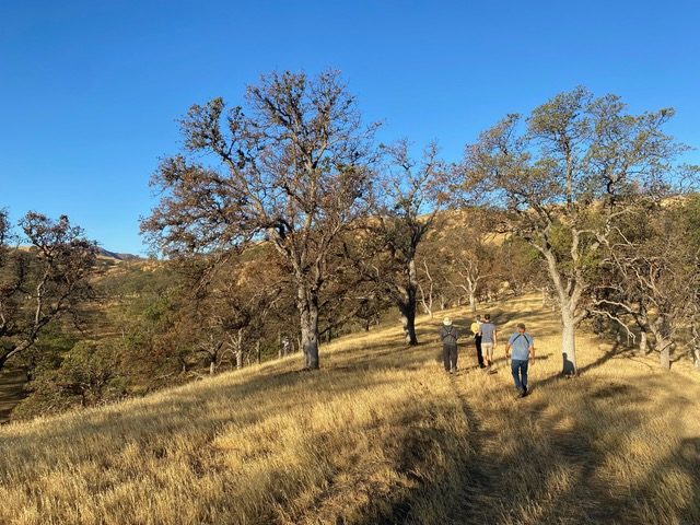 Bobcat Ranch - Yolo Bird Alliance