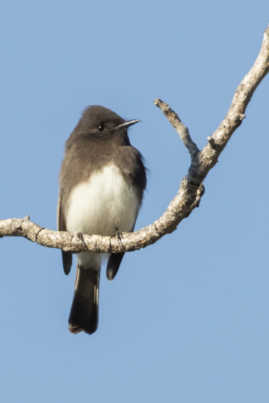 Long-term changes in bird life—a local angle. - Yolo Bird Alliance